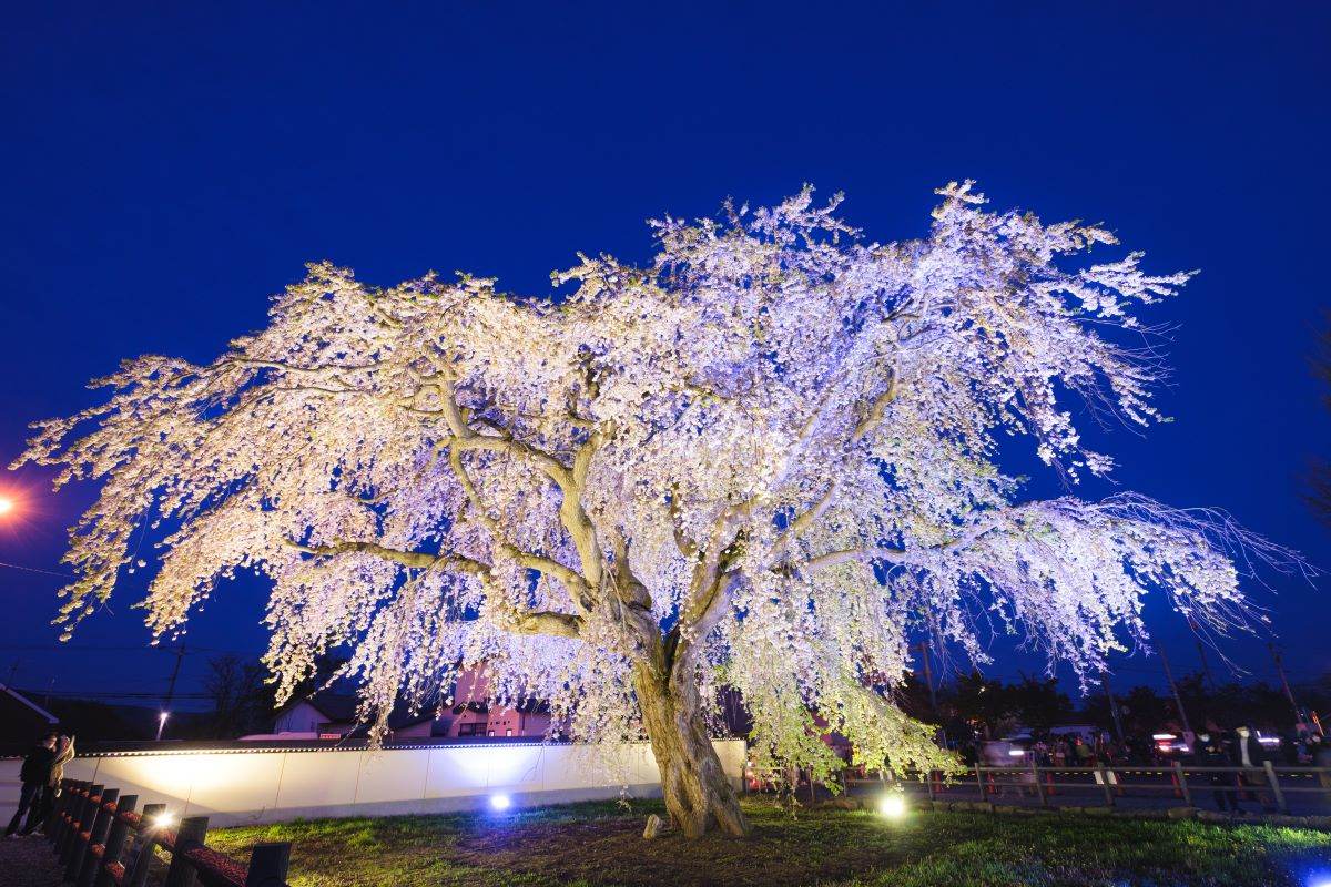 北海道の｢桜の名所｣でお花見を楽しもう！【2024年春】道南編～松前や函館のお花見スポットご紹介 - TripEat北海道