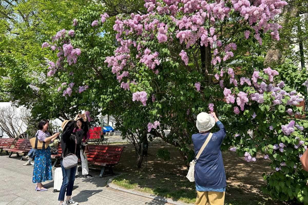 道産ワイン リラの花と楽しもう〈上〉～札幌大通公園で5月28日まで「ガーデン」 - TripEat北海道