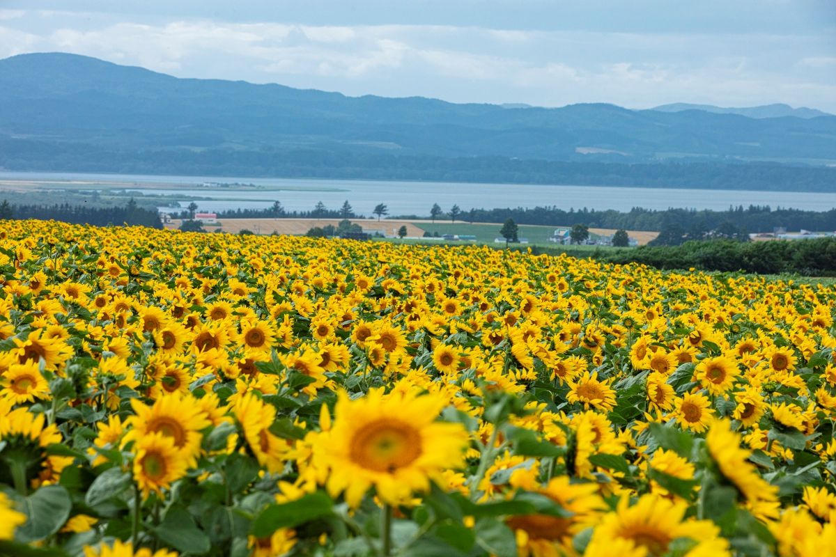 〈PR〉JRで道北ぶらり旅 ズウさんが誘う鉄道の旅～丸瀬布＆北見の湯を楽しむ＜石北本線編＞ - TripEat北海道