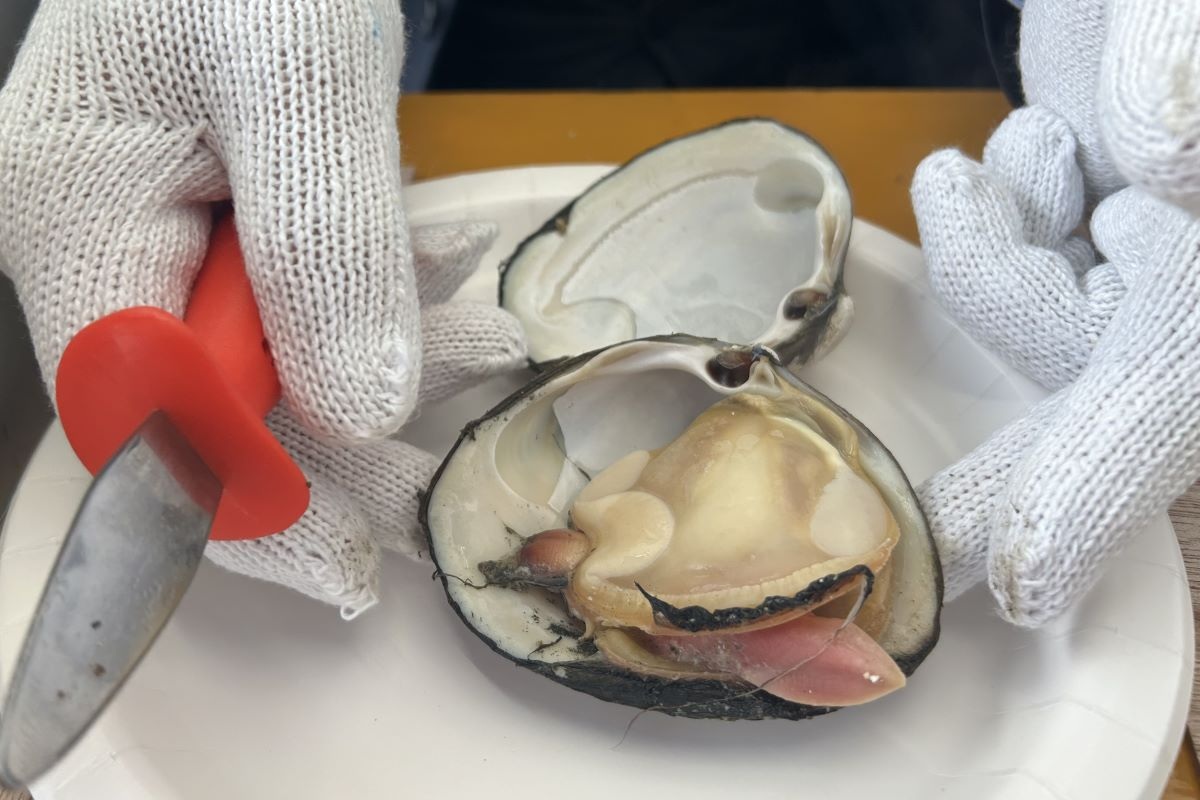 道産カキを蒸し焼きで堪能！ ｢牡蠣ガンガン焼き祭り2023｣開幕〈11/1～5〉札幌「狸二条広場」で - TripEat北海道