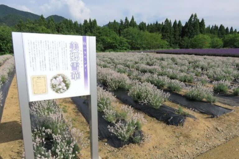 〈PR〉札幌丘珠空港発！おすすめ空の旅！ 就航地の見どころ紹介⑤新潟、三沢、秋田 - TripEat北海道