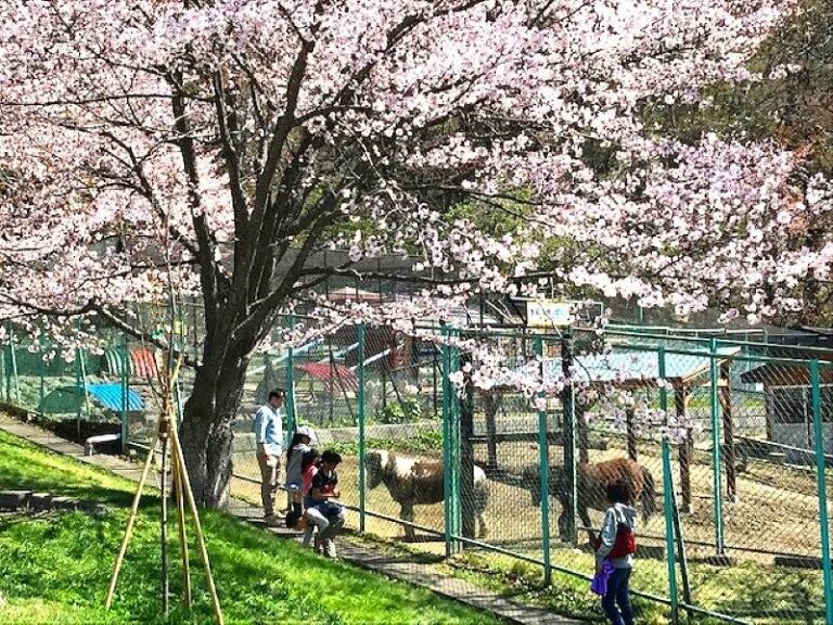 北海道の「桜の名所」でお花見を楽しもう！【2024年春】道央編～新ひだか、登別、栗山などのお花見スポットご紹介 - TripEat北海道