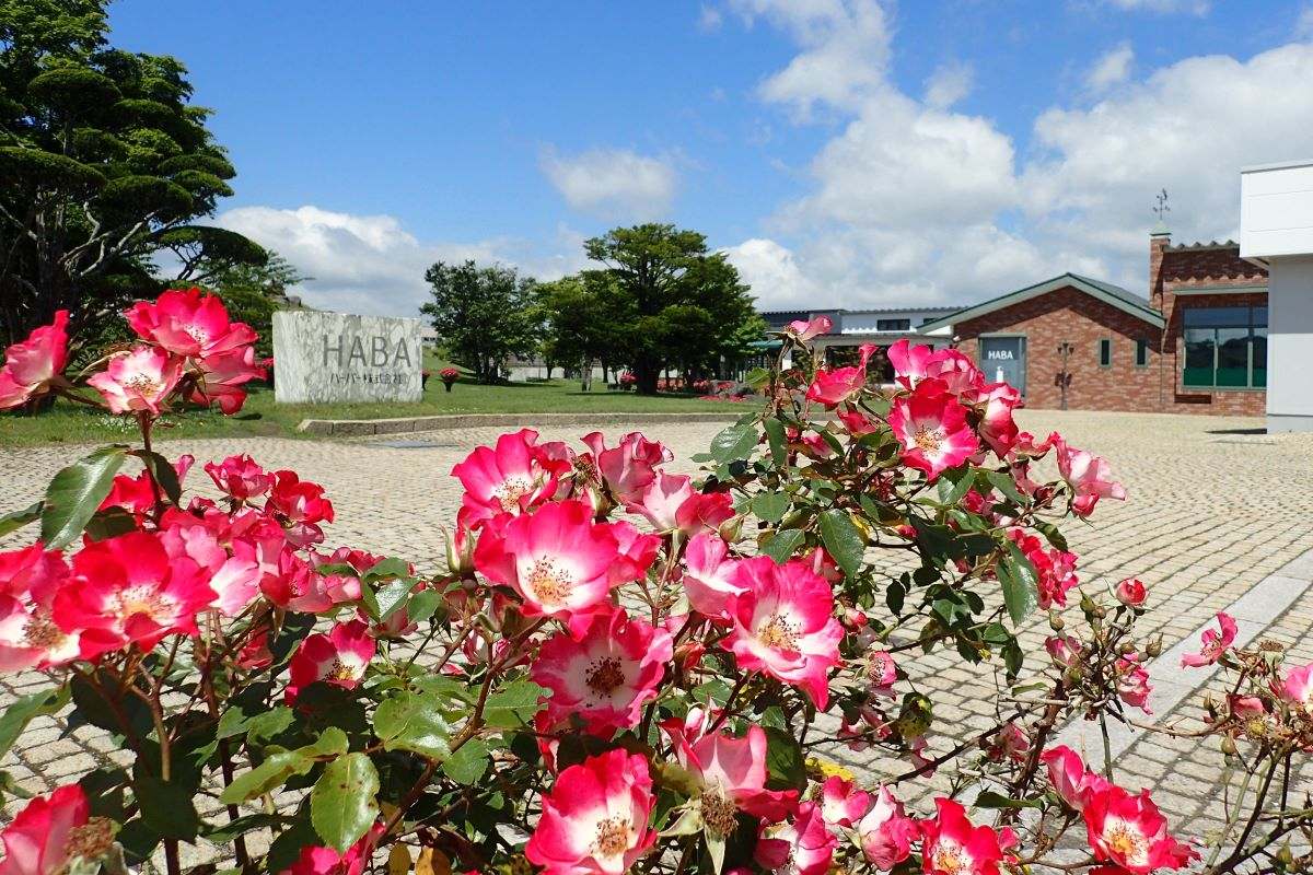 ハーバー｢庭園工場｣でガーデンの花々も愛でる～見学できる北海道のコスメ工場巡り㊤ - TripEat北海道