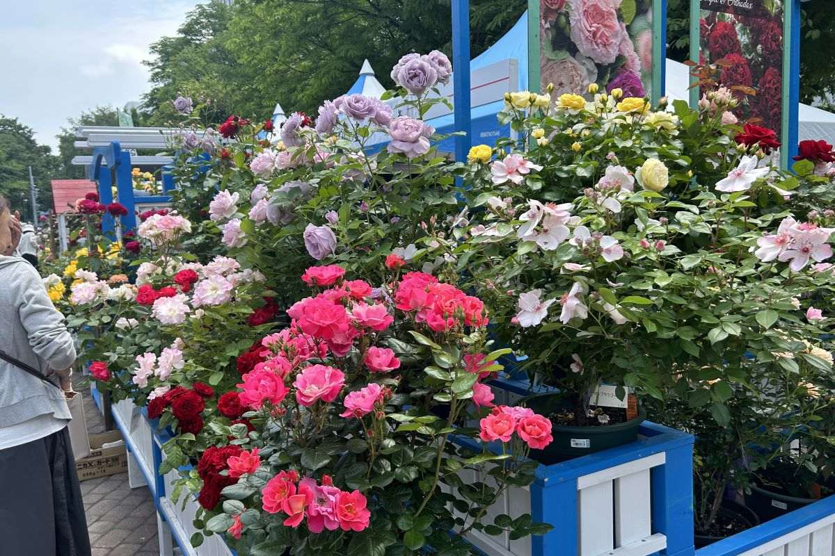 ｢花フェスタ2024札幌｣開幕 札幌・大通公園で30日まで 北海道内最大級の花の祭典 花と緑、ガーデニング甲子園、グルメも - TripEat北海道