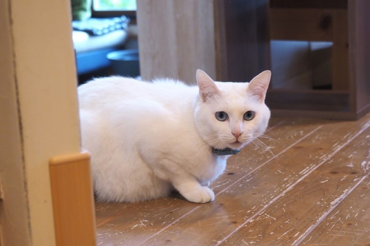 温泉を楽しみ、｢看板猫｣とも会えたらうれしい！ 北海道の〝癒される〟温泉宿5選 - TripEat北海道