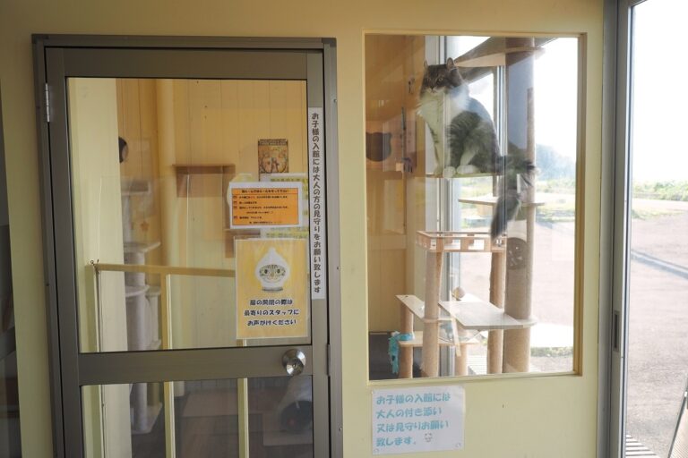 温泉を楽しみ、｢看板猫｣とも会えたらうれしい！ 北海道の〝癒される〟温泉宿5選 - TripEat北海道