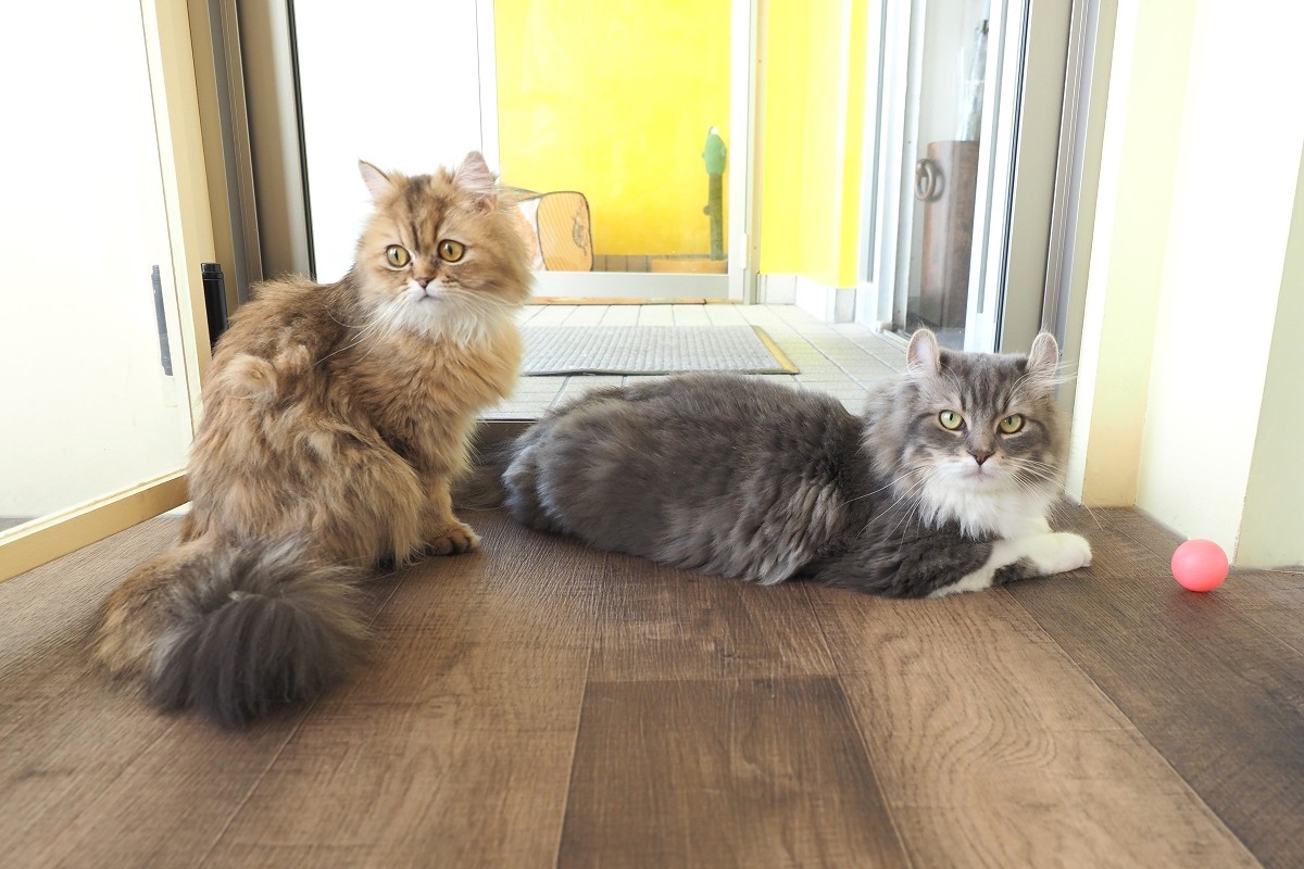 温泉を楽しみ、｢看板猫｣とも会えたらうれしい！ 北海道の〝癒される〟温泉宿5選 - TripEat北海道