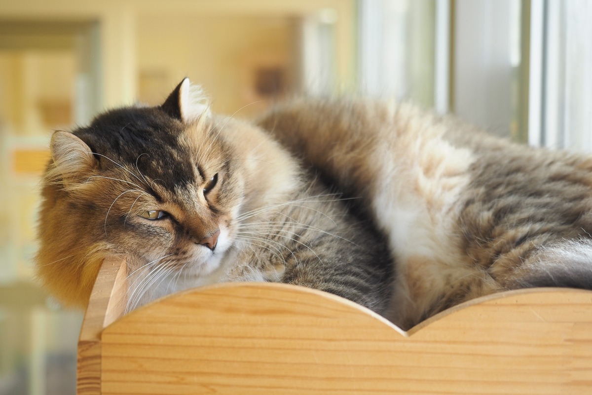温泉を楽しみ、｢看板猫｣とも会えたらうれしい！ 北海道の〝癒される〟温泉宿5選 - TripEat北海道
