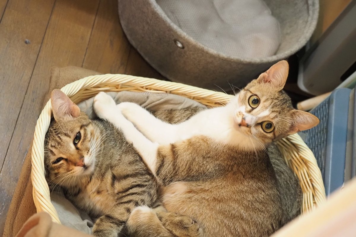 温泉を楽しみ、｢看板猫｣とも会えたらうれしい！ 北海道の〝癒される〟温泉宿5選 - TripEat北海道