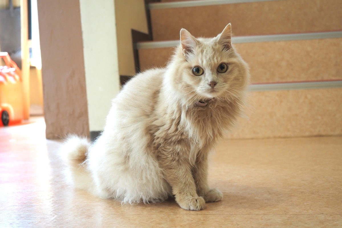 温泉を楽しみ、｢看板猫｣とも会えたらうれしい！ 北海道の〝癒される〟温泉宿5選 - TripEat北海道